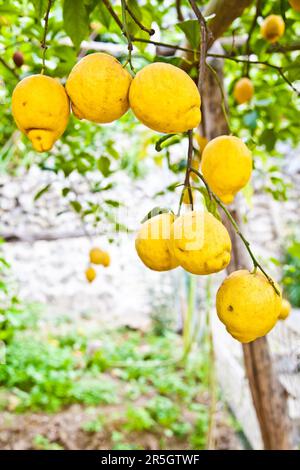 Lemon on the tree in Costiera Amalfitana, tipical Italian location for ...