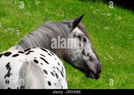 Noriker coldblood, mare, coldblood horse, tiger piebald, traditional ...