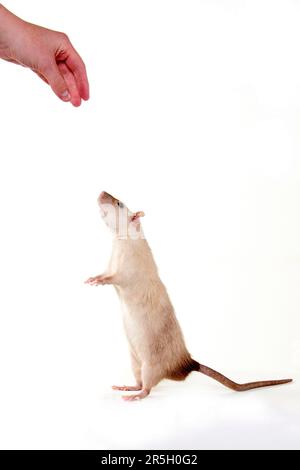 Colour rat, male Stock Photo - Alamy
