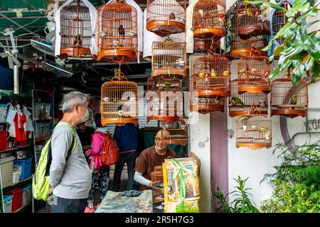 Exotic Birds For Sale At The Hong Kong Bird Market (Yuen Po Street Bird ...