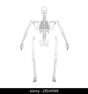The contour of the disassembled human skeleton from black lines ...