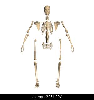Polygonal model of a disassembled human skeleton from black lines ...
