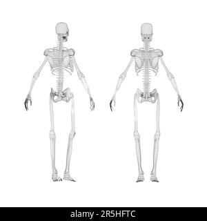 Set with human skeleton wireframe from black lines isolated on white ...