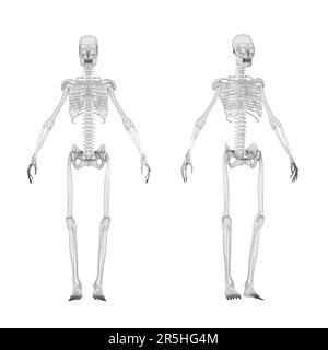 Set with human skeleton wireframe from black lines isolated on white ...