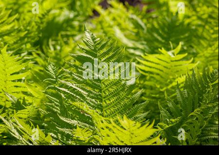 Ferns (Polypodiopsida). New England Botanic Garden at Tower Hill ...