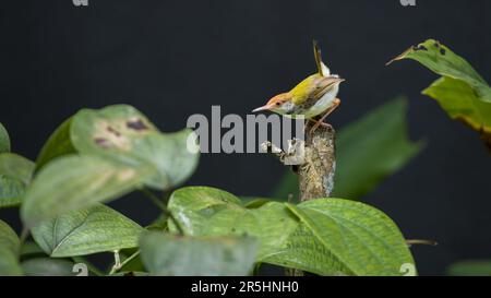 Beautiful Common tailorbird female close-up portraiture photograph ...