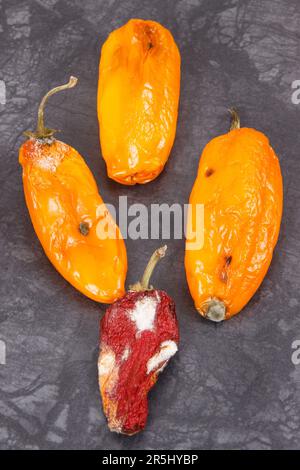 Moldy and wrinkled rotten yellow peppers. Concept of unhealthy ...
