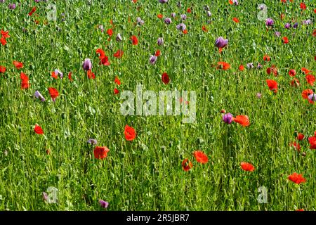 A field with different varieties of poppies, red poppies and pink ...