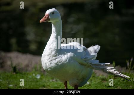 A white goose with wings sticking out, a condition known as Angel Wing ...