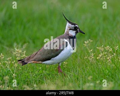 Female northern lapwing standing Stock Photo - Alamy