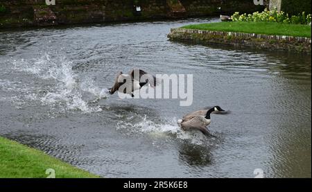 Canada geese in the moat at Hever Castle, the childhood home of Anne ...