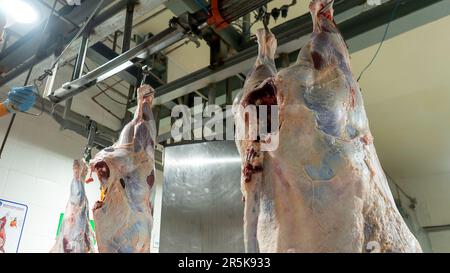 Cattle conveyor line in a slaughterhouse Stock Photo - Alamy