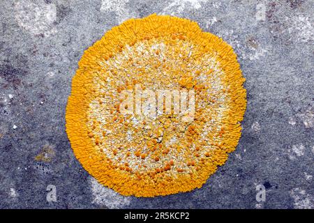 Caloplaca flavescens is a placodioid lichen often found on calcareous ...