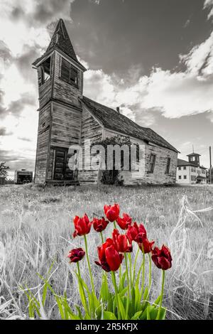 Tulips with Flora Methodist Church, long abandoned, in the ghost town ...