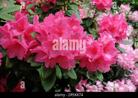Rhododendron 'Anna Rose Whitney'. Rose-pink rhododendron on patio Stock ...