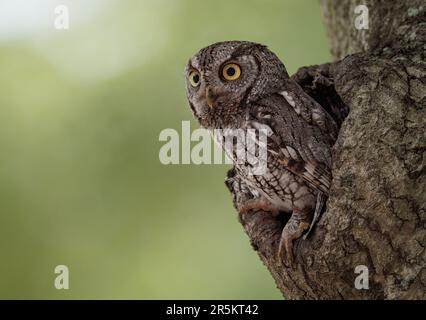 Eastern Screech Owl in Florida Stock Photo - Alamy