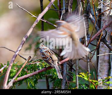 Flying Tree Sparrow Stock Photo - Alamy