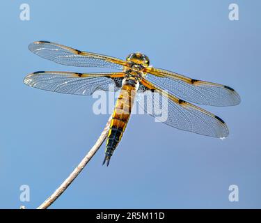 Common Dragonfly close-up rear view with its wing spread, resting on a ...