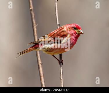 Finch male close-up side view, perched on a branch displaying red ...