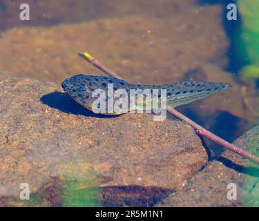Tadpole resting in its wetland environment and habitat surrounding with ...