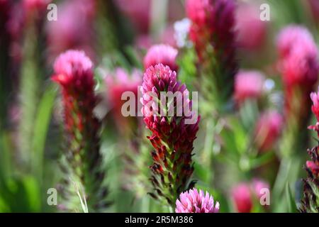 Planted clover in the field, Pink clover, Landscape Stock Photo - Alamy