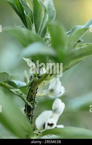 Black aphids on broad bean plant Stock Photo - Alamy