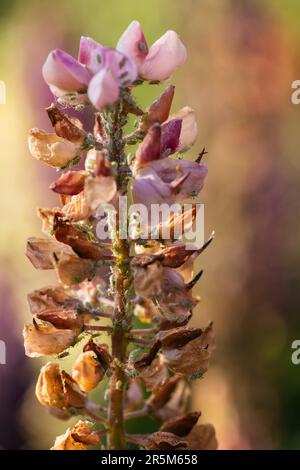 Aphids on Lupin plant Stock Photo - Alamy