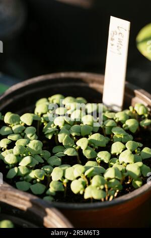 Lemon basil seedlings growing in a pot Stock Photo - Alamy