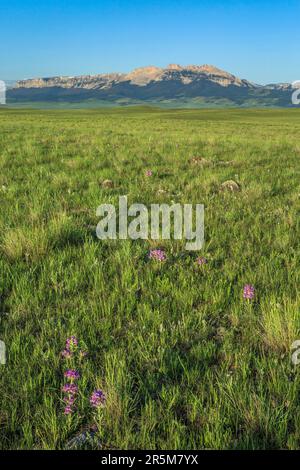 vast prairie below the rocky mountain front near simms, montana Stock ...
