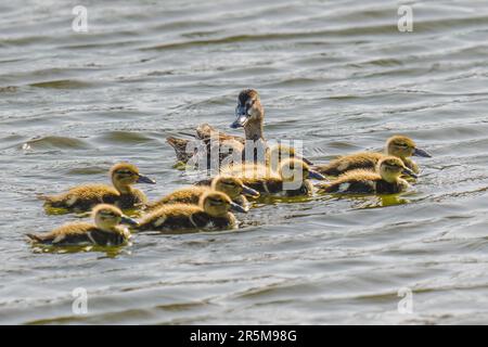 Ducklings following mama duck. Cute ducklings (duck babies) following ...