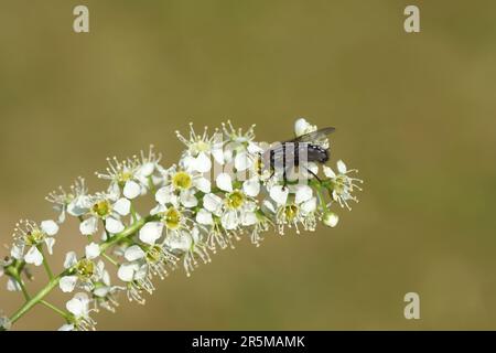 Female Flesh fly, Sarcophaga, family Sarcophagidae on light lime-green ...