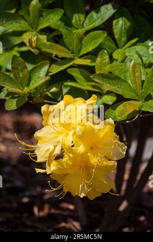 Blooming flowers of rhododendron anneke yellow azalea. Closeup photo ...