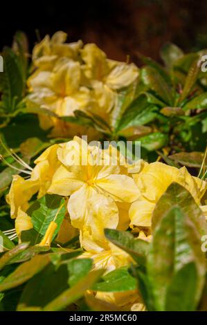 Blooming flowers of rhododendron anneke yellow azalea. Closeup photo ...