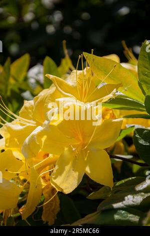 Blooming flowers of rhododendron anneke yellow azalea. Closeup photo ...
