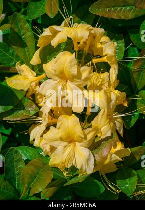 Blooming flowers of rhododendron anneke yellow azalea. Closeup photo ...