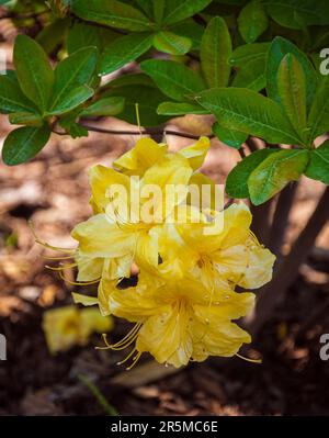 Blooming flowers of rhododendron anneke yellow azalea. Closeup photo ...