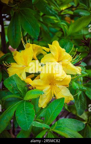 Blooming flowers of rhododendron anneke yellow azalea. Closeup photo ...