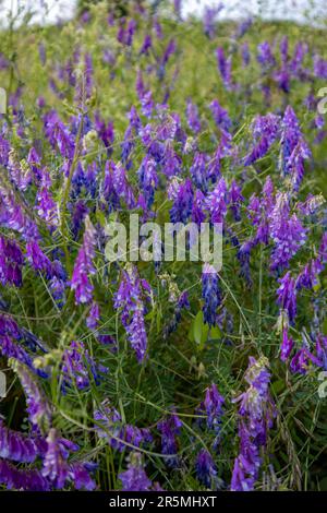 Cow vetch in a road side field Stock Photo - Alamy