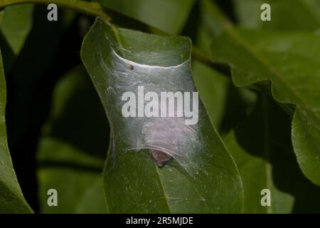 White Cocoon Nursey Web Spider INSET:(Juvenile Nursery Web Spider Stock ...