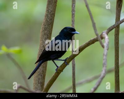 Marquesas Monarch, Pomarea mendozae, an endemic bird found only on ...