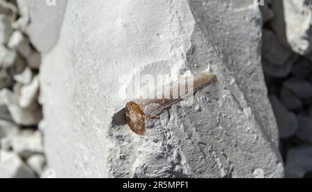 The remains of an ancient fossil belemnite inside in a piece of chalk ...