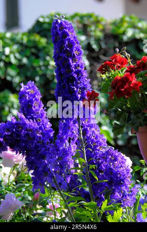 Shrub Rose with (Delphinium) in the Garden Stock Photo - Alamy
