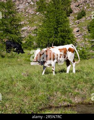 Italian cows during a sunny day close to Susa, Piedmont, Italian Alps ...