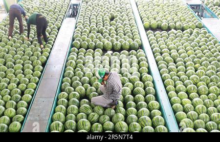Watermelons are lined up at a fruit sorting facility in Hokuei Town ...