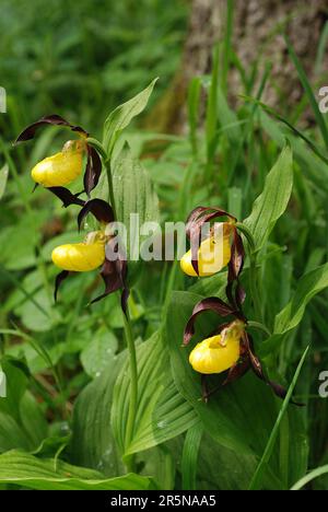 The rare yellow lady's slipper blooms in our native forests in a few locations and is a ...