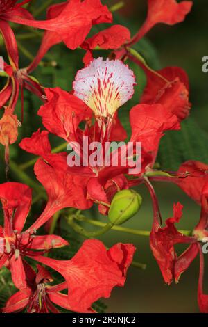 Royal poinciana (Delonix regia), Mkuze Park, South Africa (Poinciana ...