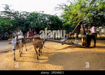 Sekku, traditional wooden oil extractor, Tamil Nadu, India, Asia Stock ...