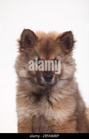 Eurasier, puppy, 10 weeks Stock Photo - Alamy