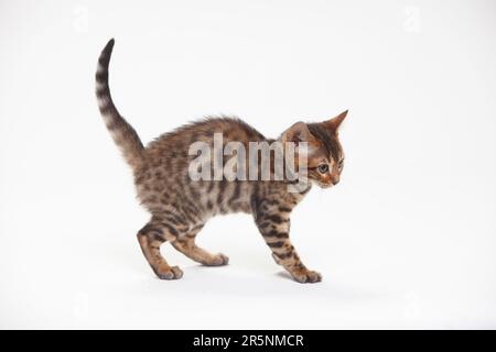 Bengal cat, kitten, 8 weeks, sideways Stock Photo - Alamy