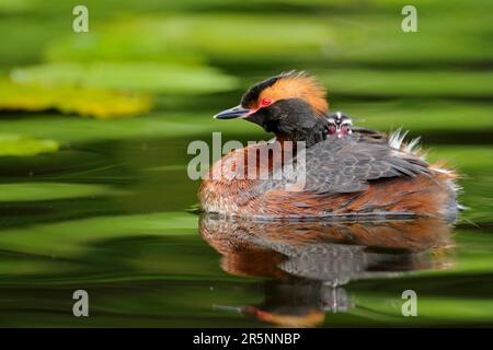 Horned Grebe (Podiceps auritus) with two chicks riding on its back ...